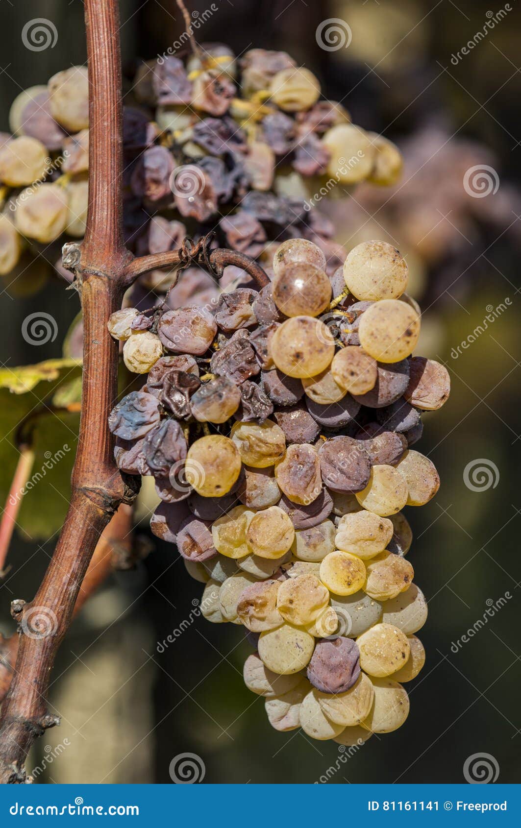 Noble Rot of a Wine Grape, Grapes with Mold, Botrytis Stock Image ... Noble Rot of a Wine Grape, Grapes with Mold, Botrytis Stock Image ...