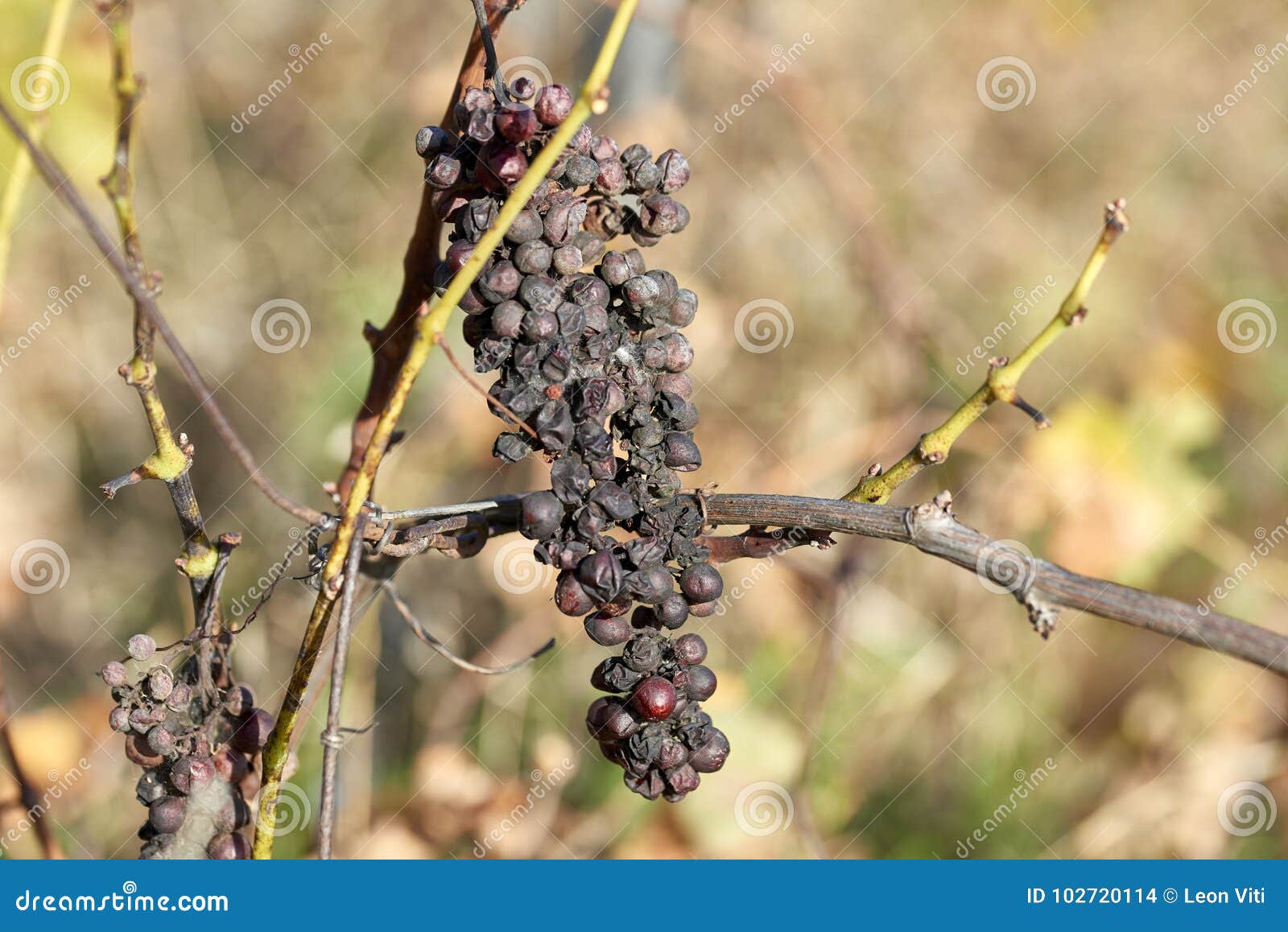 Noble Rot of a Wine Grape, Grapes with Mold Stock Photo - Image of ... Noble Rot of a Wine Grape, Grapes with Mold Stock Photo - Image of ...