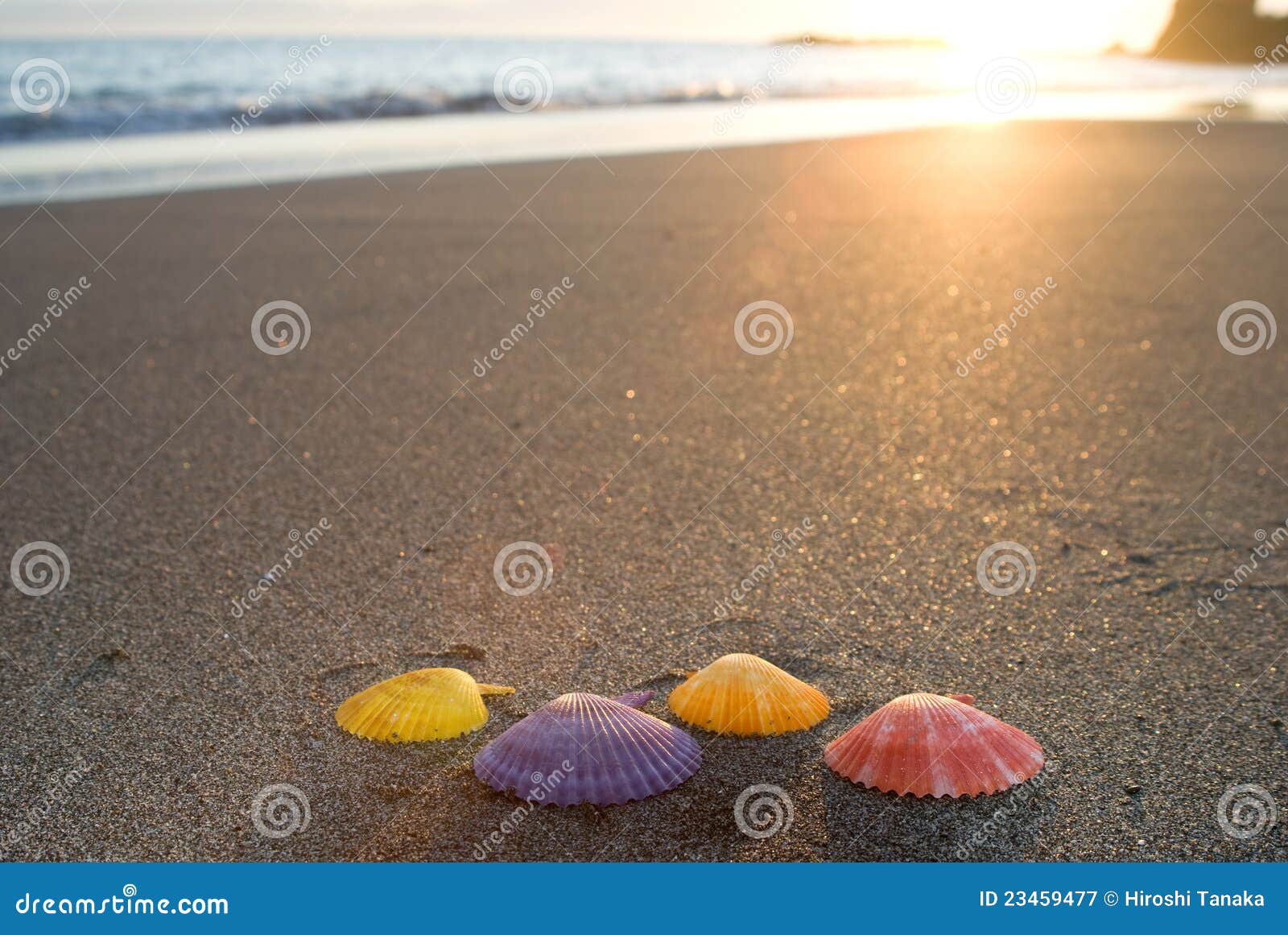 Noble scallop shell stock image. Image of summer, seashell - 23459477