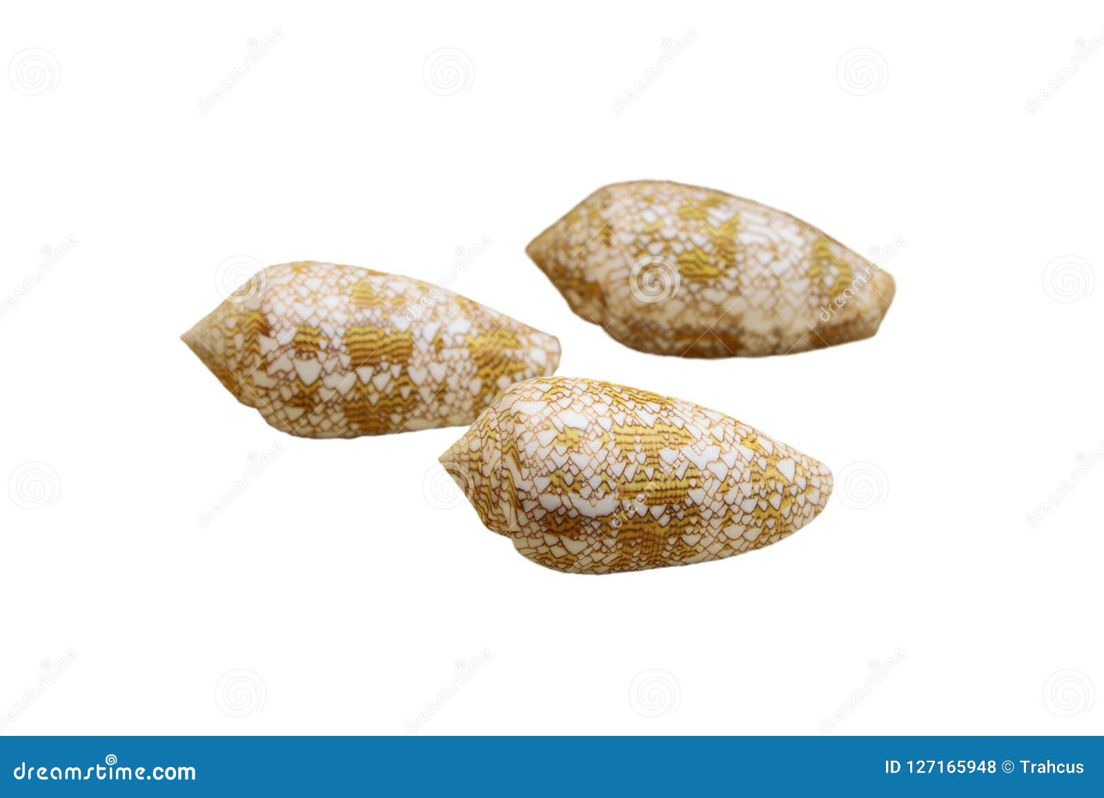 Noble Volute or Cymbiola Nobilis Stock Photo - Image of white ...