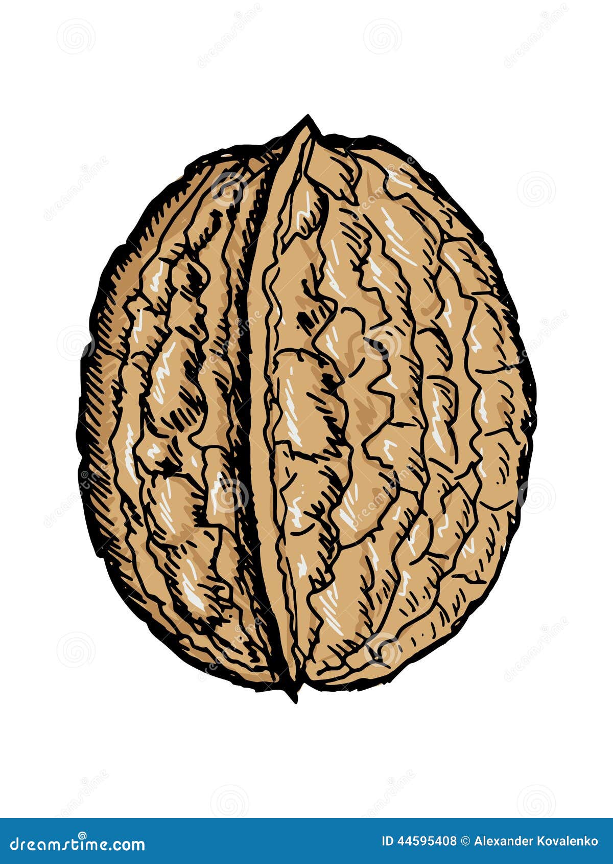 Noce illustrazione vettoriale. Illustrazione di mano - 44595408