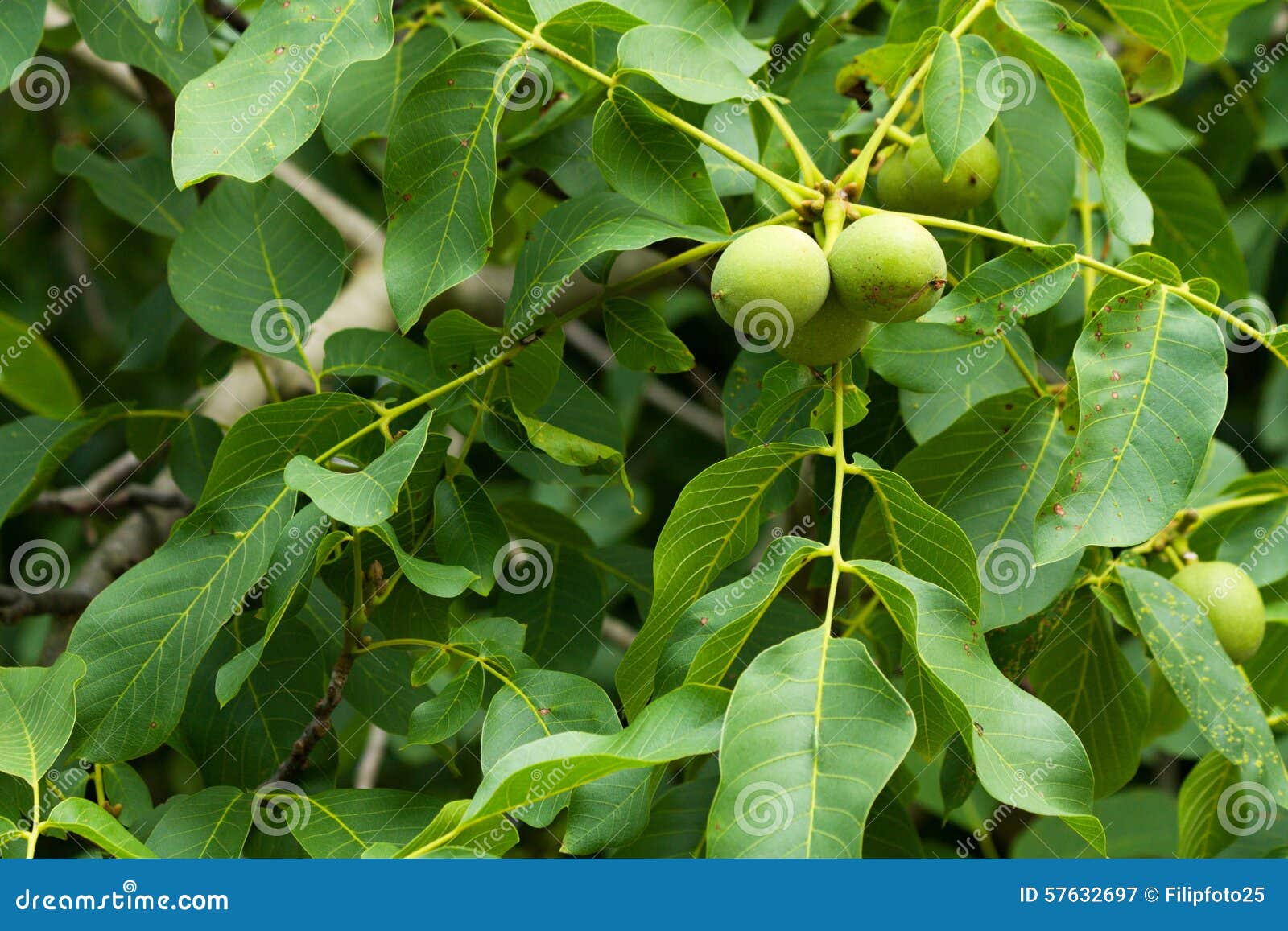 Noce immagine stock. Immagine di verde, giardino, piante - 57632697