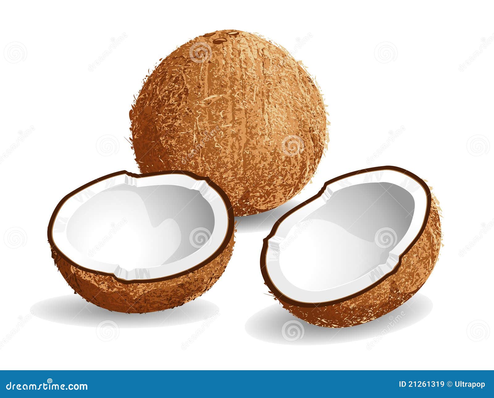 Noce di cocco illustrazione vettoriale. Illustrazione di fresco - 21261319