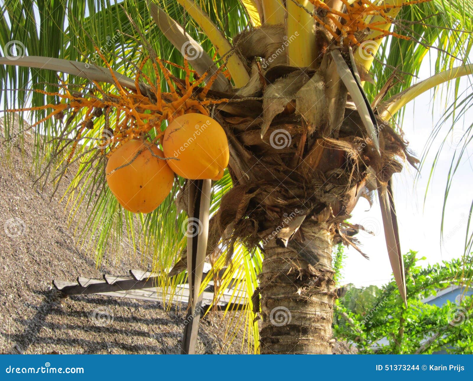 Noce di cocco in palmtree fotografia stock. Immagine di frutta - 51373244