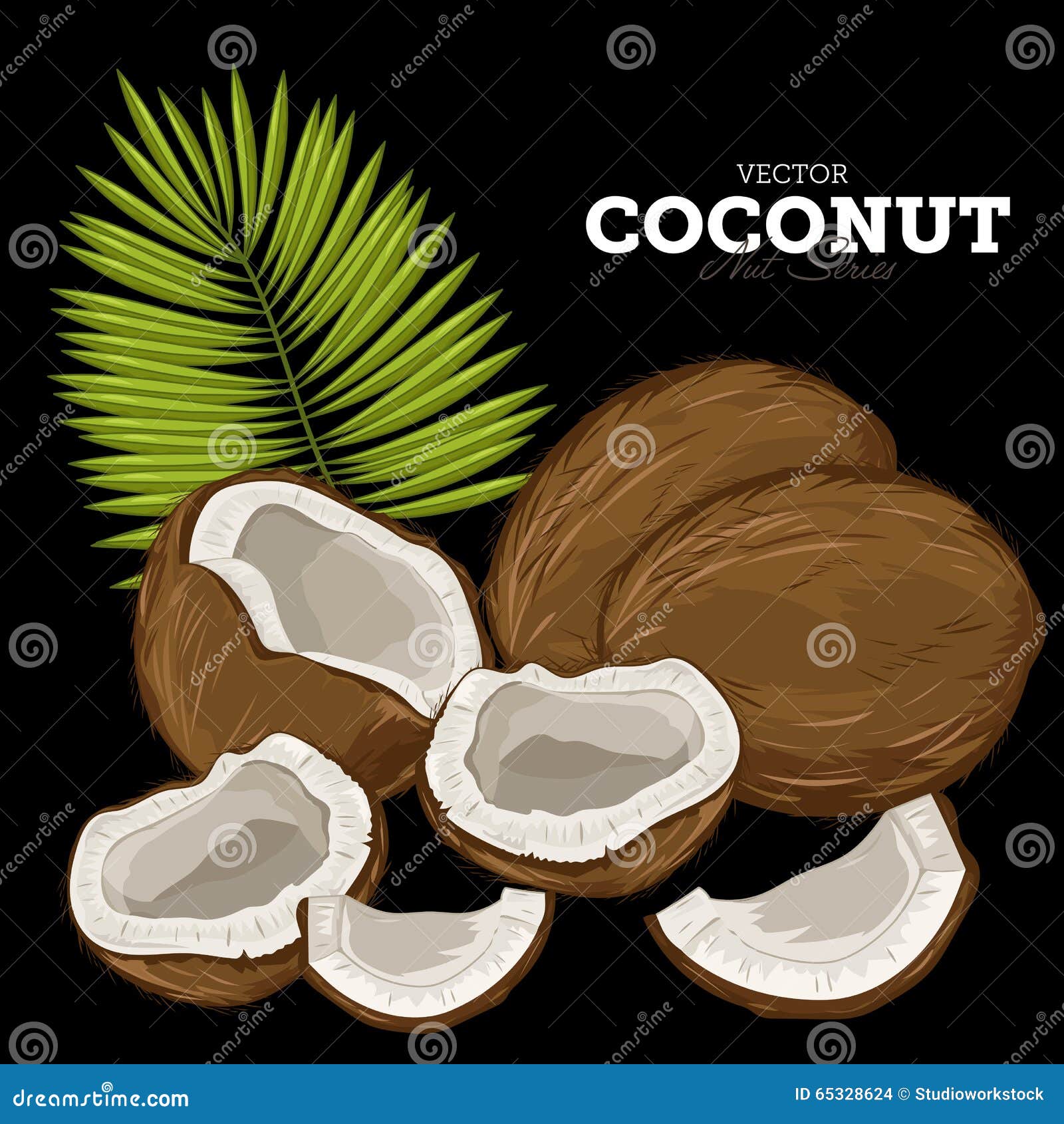 Noce di cocco, vettore illustrazione vettoriale. Illustrazione di macro ...