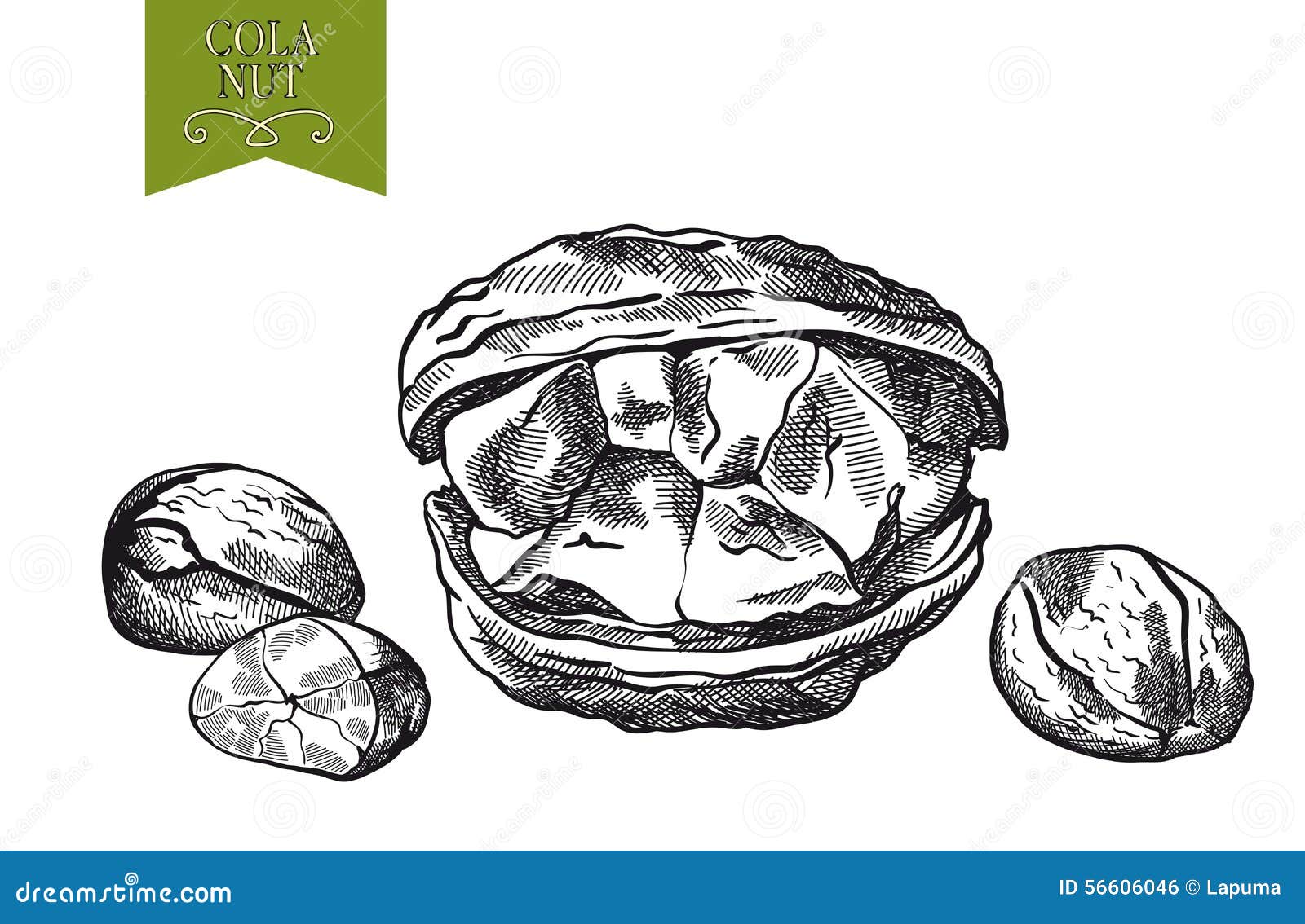 Noce di cola illustrazione vettoriale. Illustrazione di handmade - 56606046