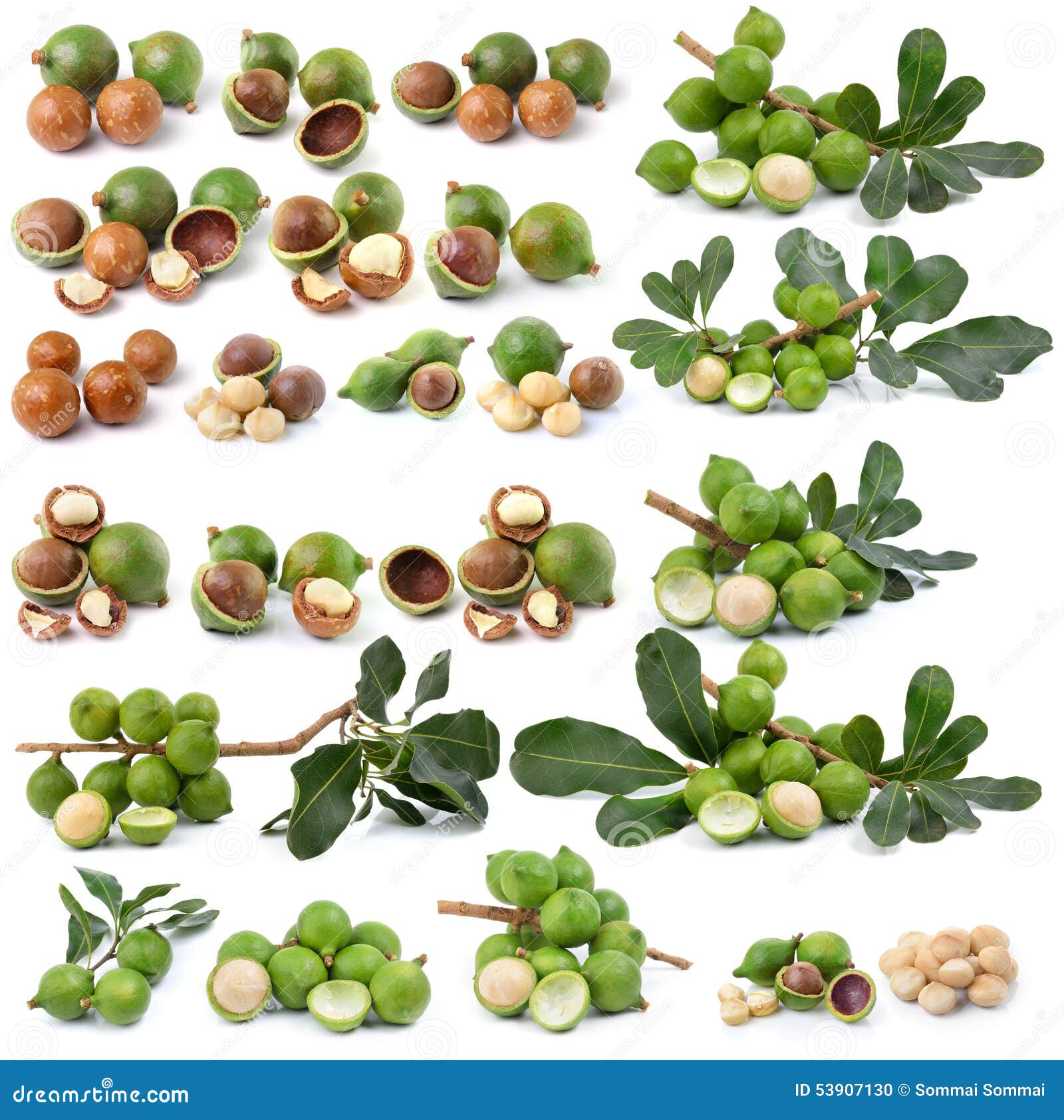 Noce Di Macadamia Su Fondo Bianco Fotografia Stock - Immagine di ...