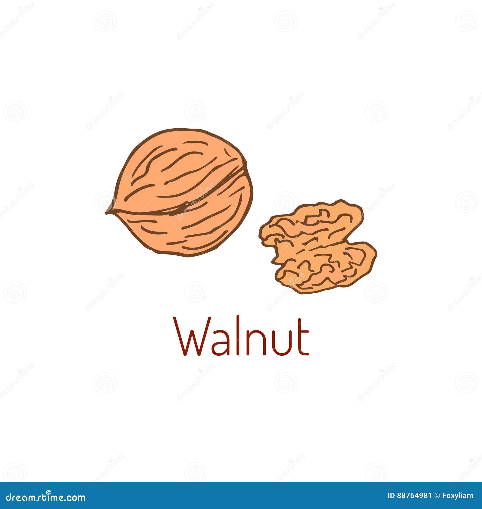 Noce disegnata a mano illustrazione vettoriale. Illustrazione di sfondo ...