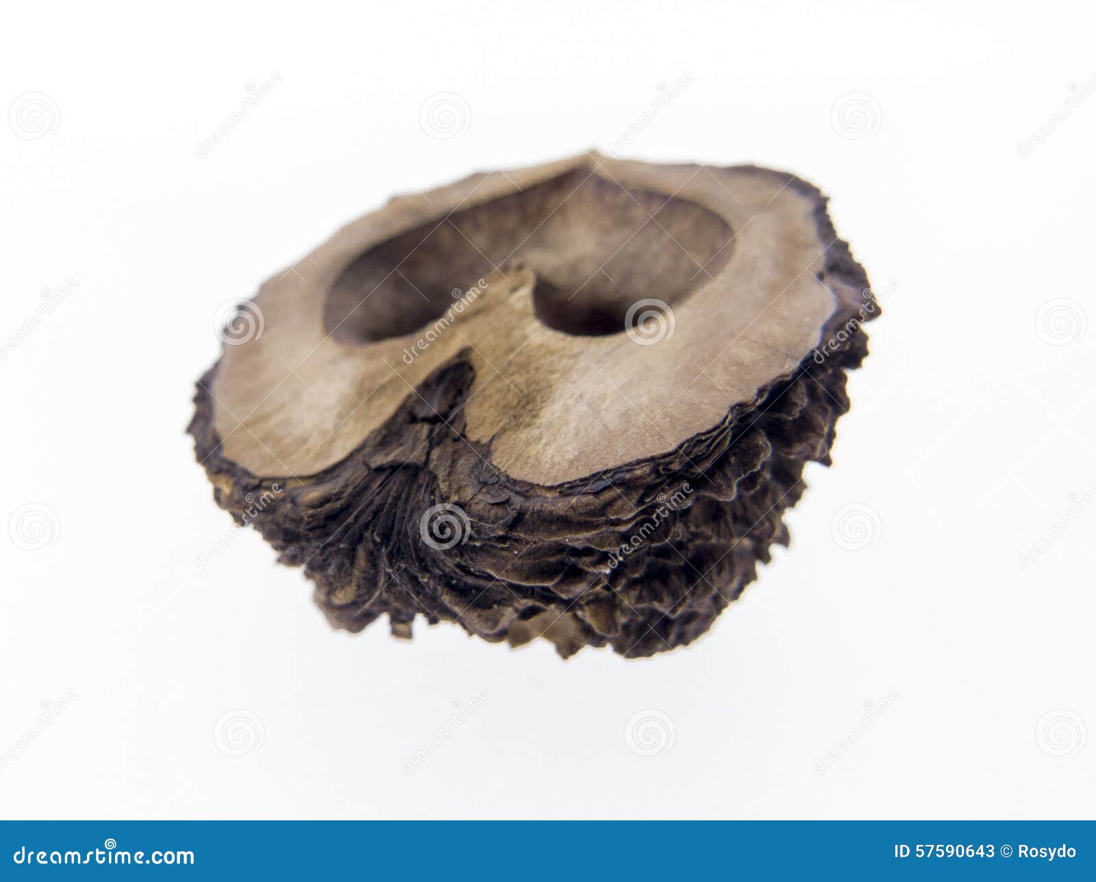 Noce Nera, Juglans Nigra Della Frutta Immagine Stock - Immagine di ...