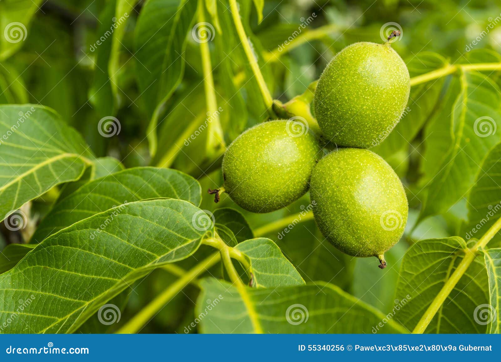 Noce verde di frutti tre fotografia stock. Immagine di molla - 55340256