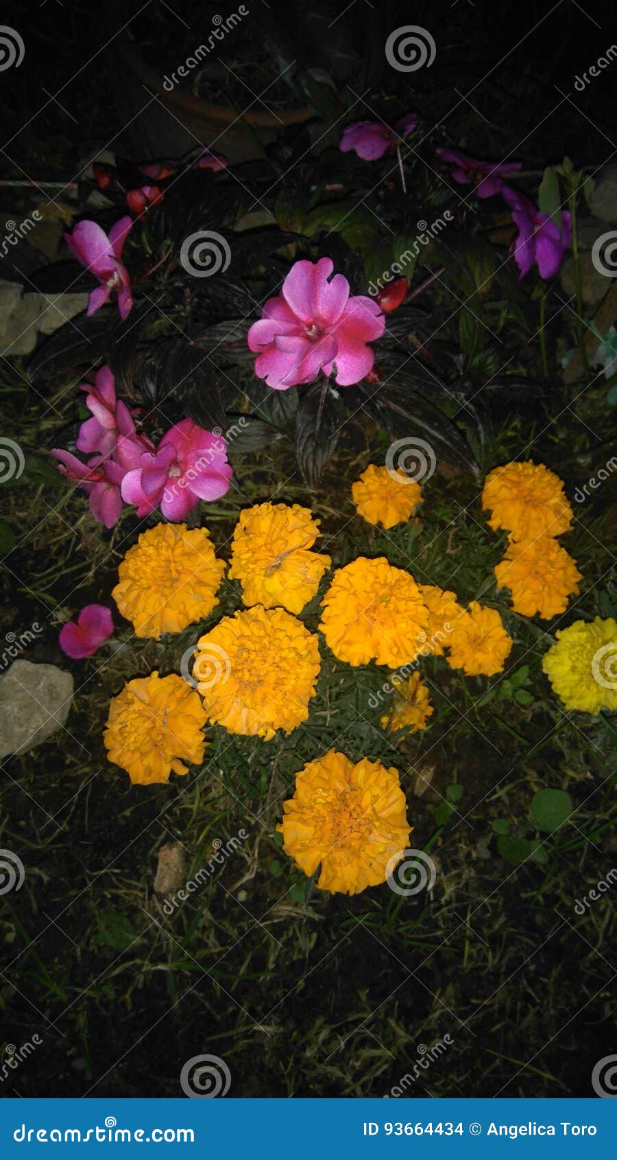 Noche de Flores foto de archivo. Imagen de flor, flores - 93664434