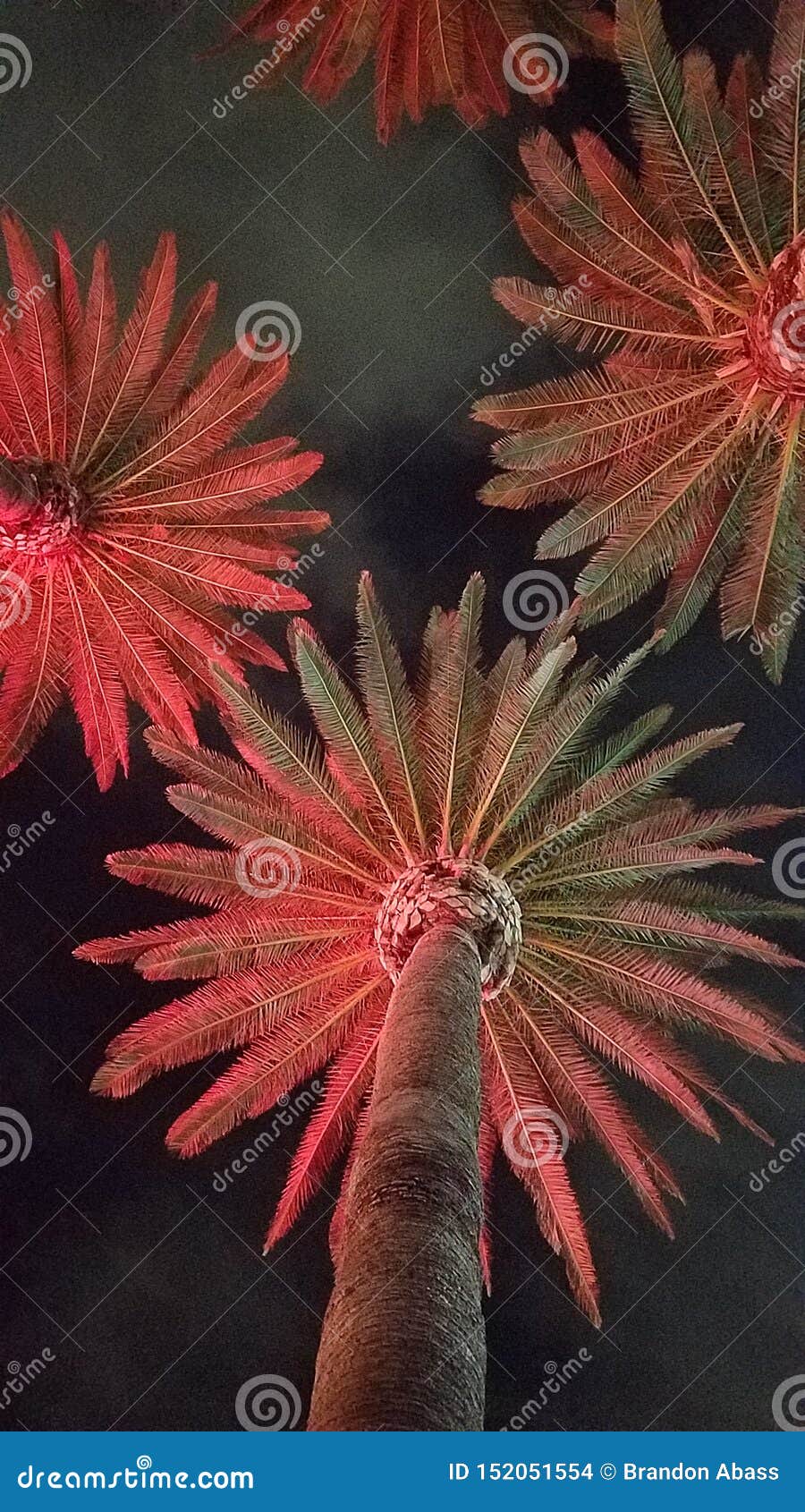 Noche intemporal foto de archivo. Imagen de potencia - 152051554