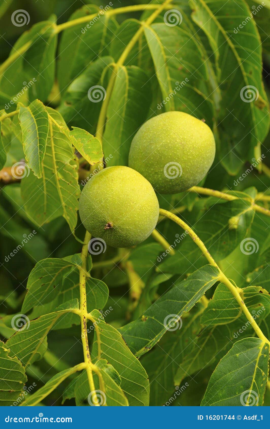 Noci Che Appendono Su Un Albero Di Noce Fotografia Stock - Immagine di ...
