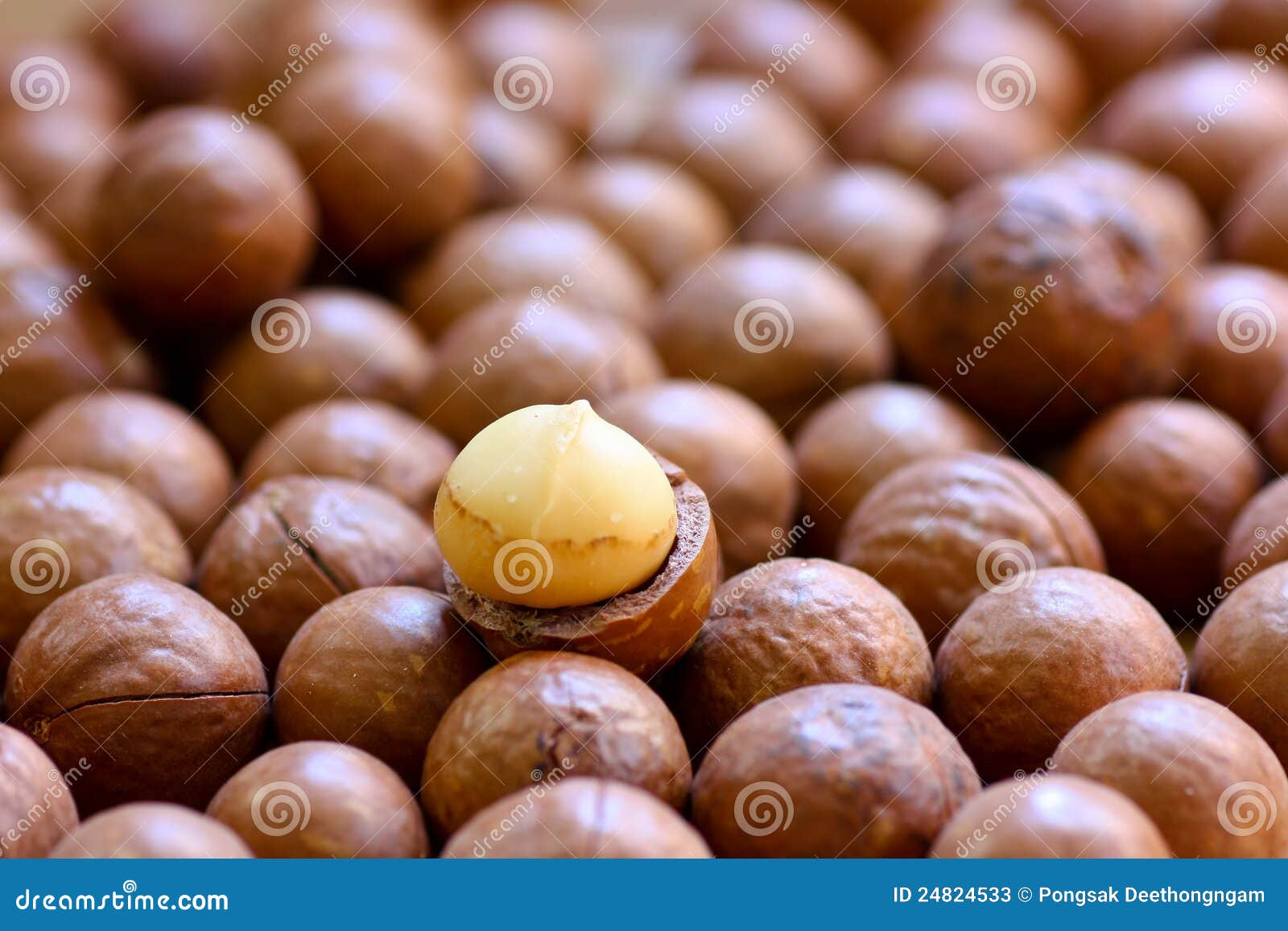 Noci di noce di macadamia immagine stock. Immagine di alimento - 24824533