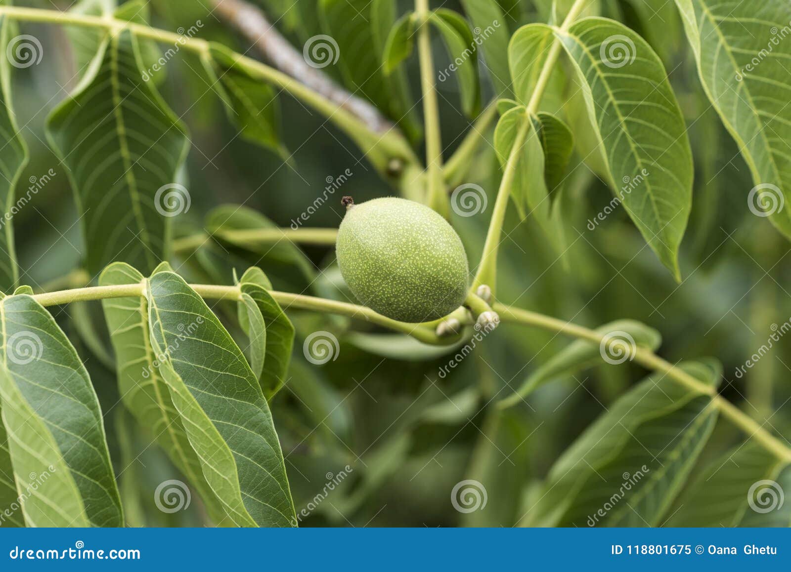 Noci verdi in albero immagine stock. Immagine di isolato - 118801675