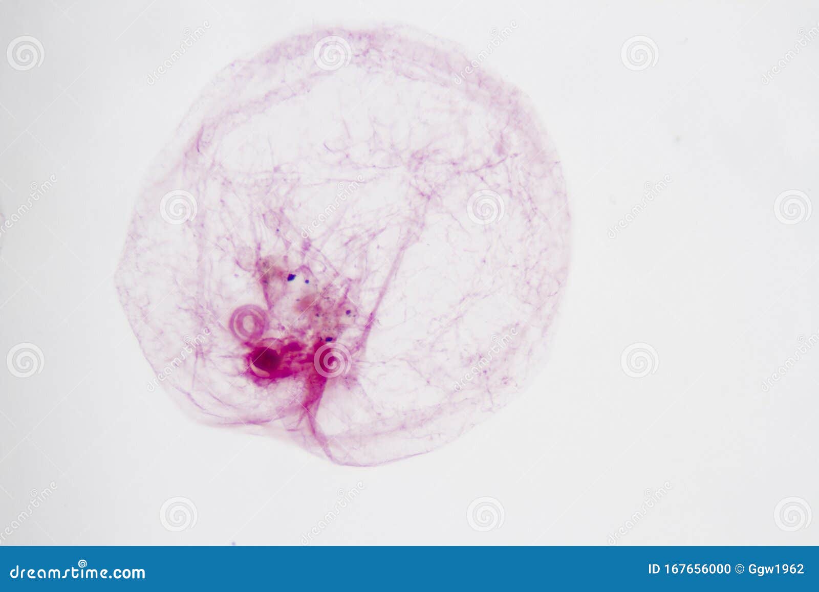 Noctiluca Scintillans Algae Cells Algae Under Microscopic View ...