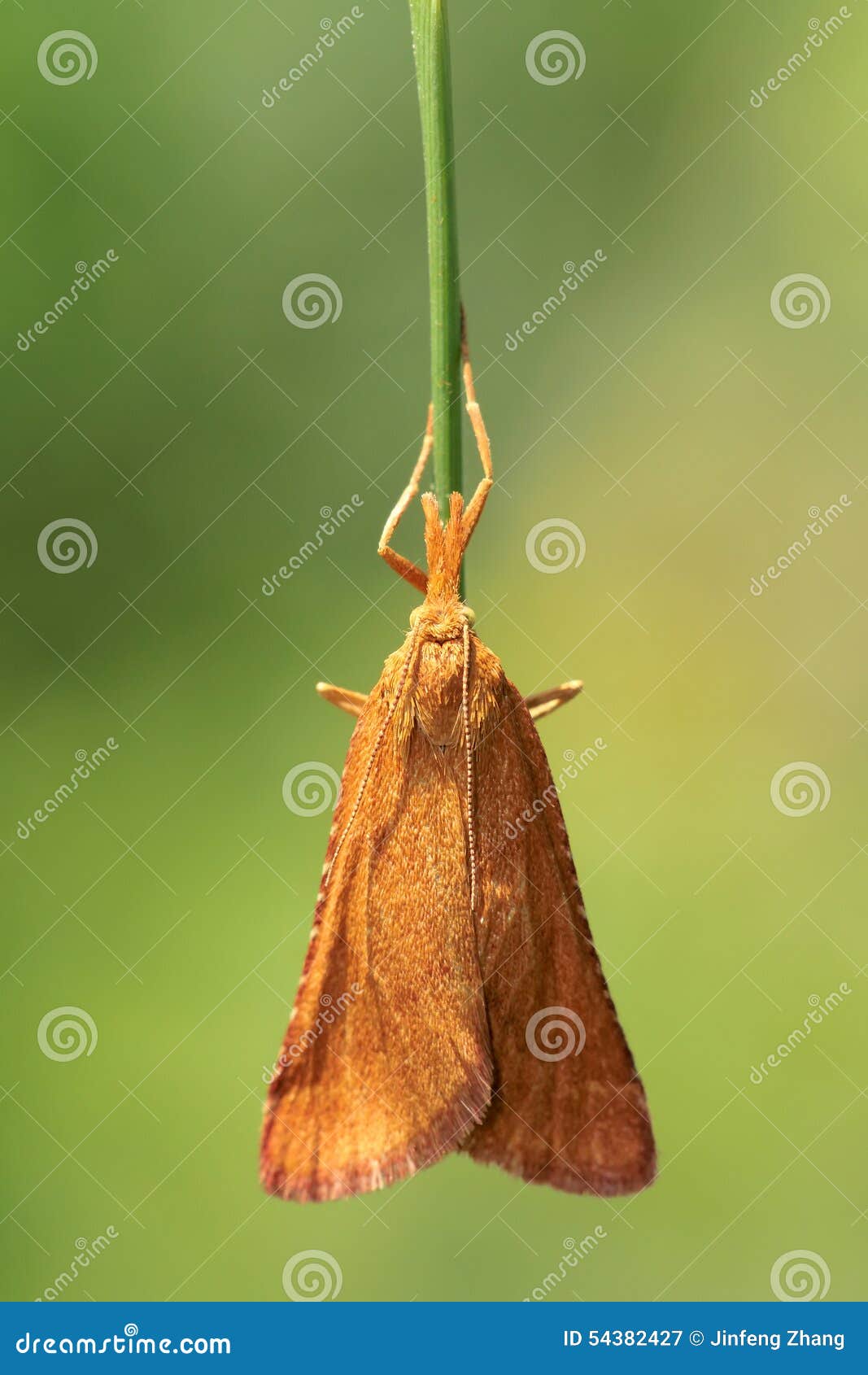 Noctuid stock image. Image of noctuid, moth, insects - 54382427