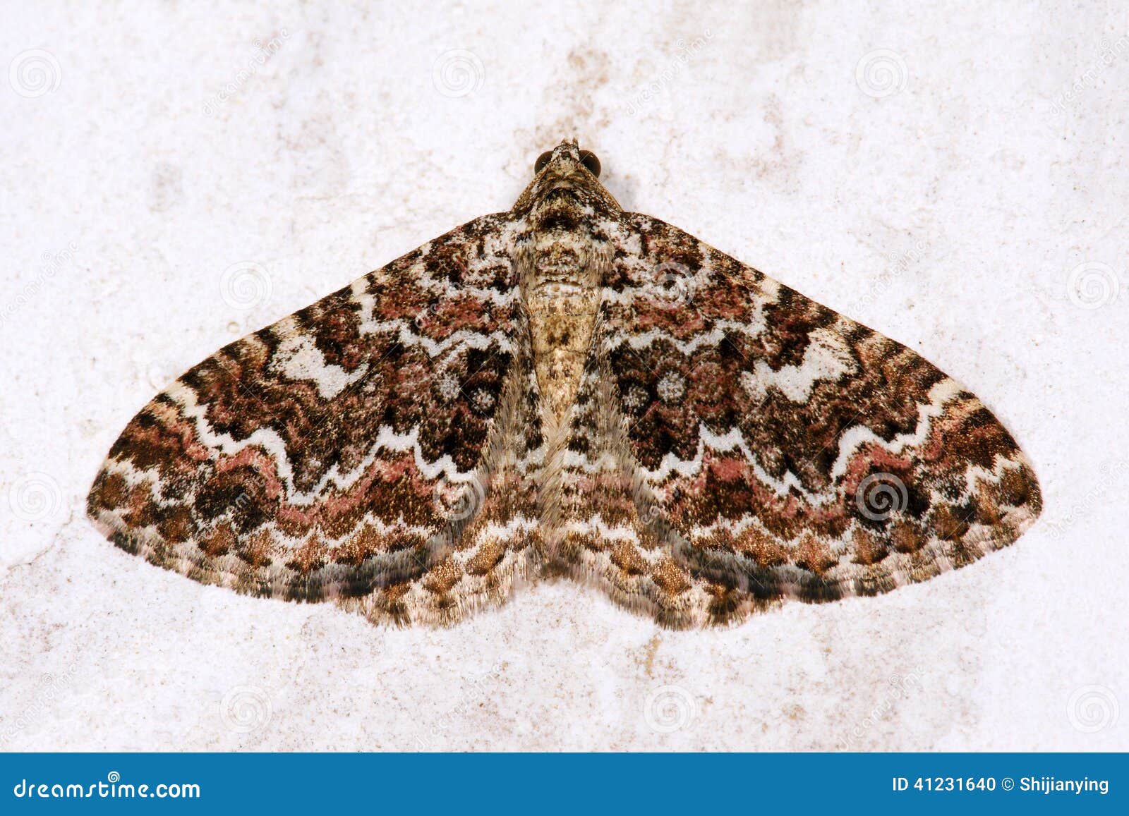 Noctuid stock photo. Image of stripe, wildlife, night - 41231640