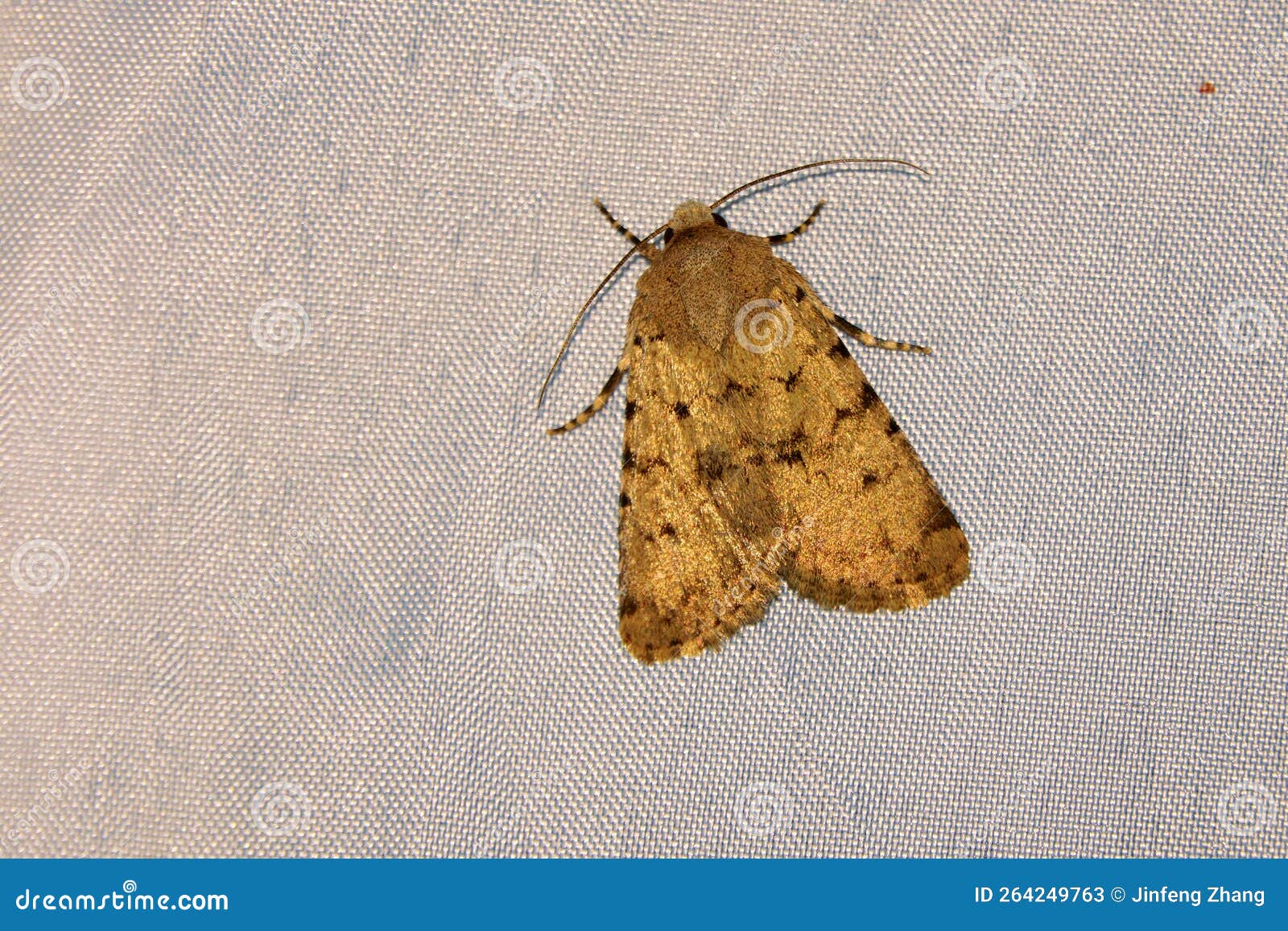 Noctuidae moth stock image. Image of nature, animal - 264249763