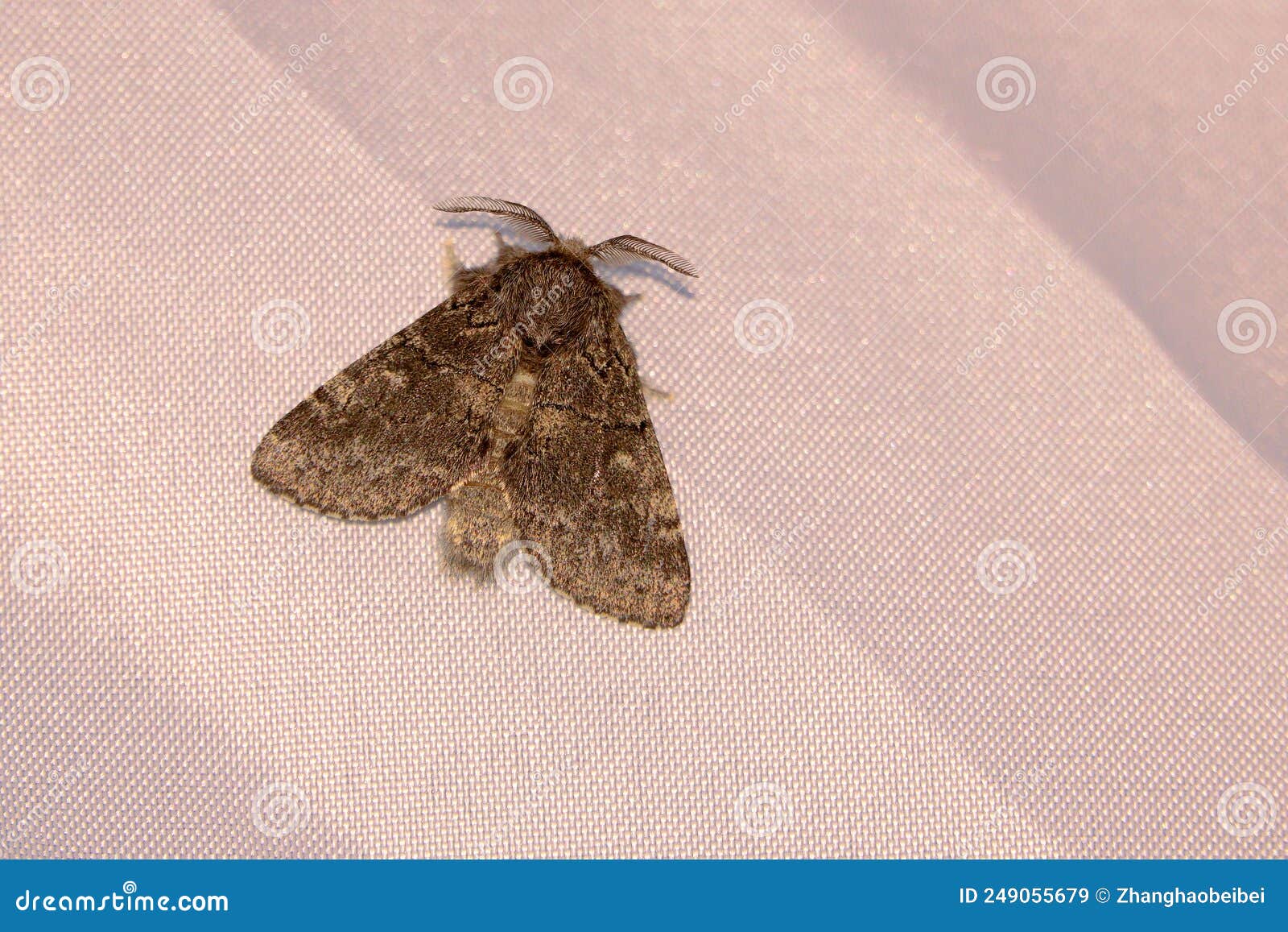 Noctuidae moth stock image. Image of wildlife, noctuidae - 249055679
