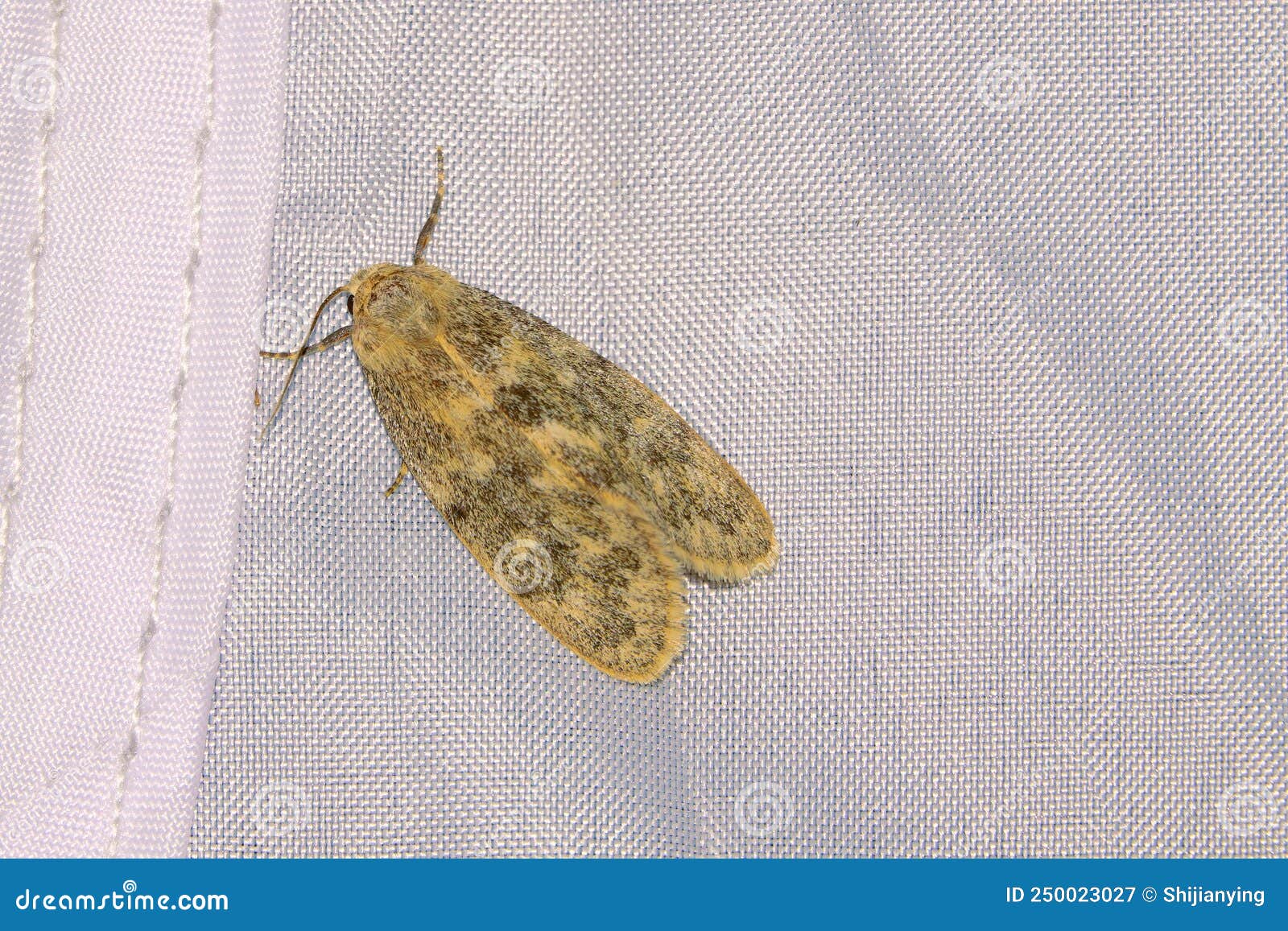 Noctuidae moth imagen de archivo. Imagen de travieso - 250023027