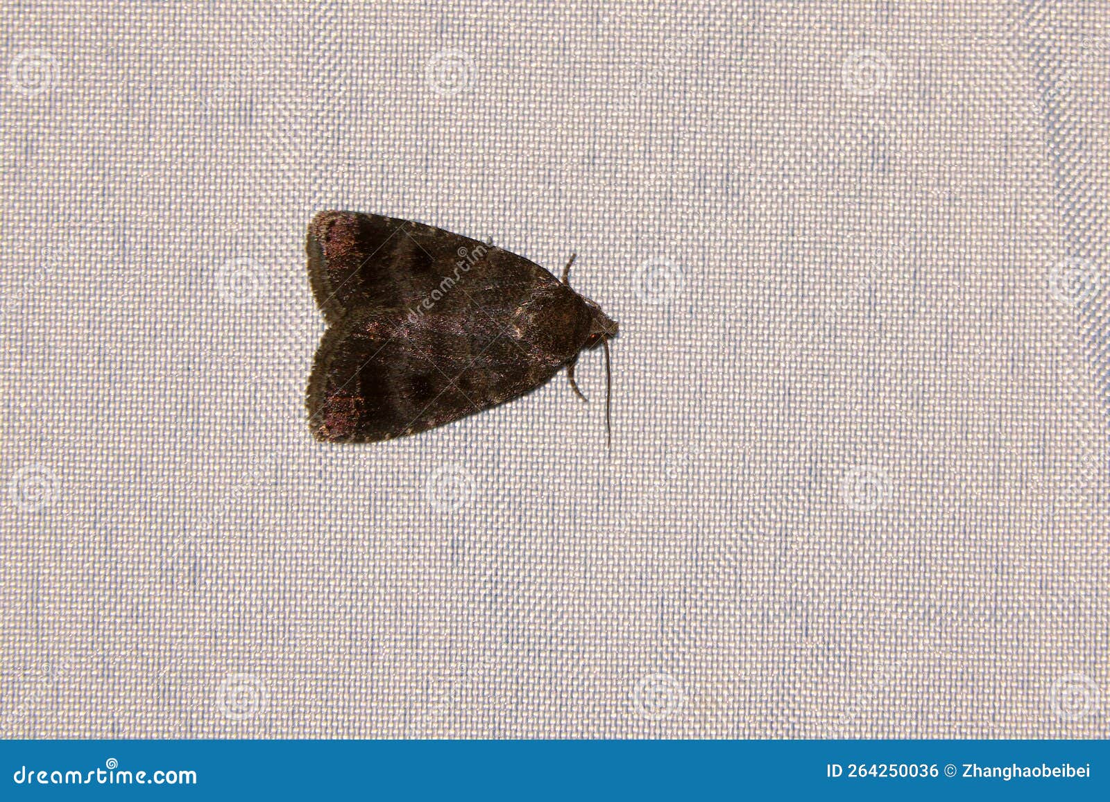 Noctuidae moth foto de archivo. Imagen de fauna, polilla - 264250036
