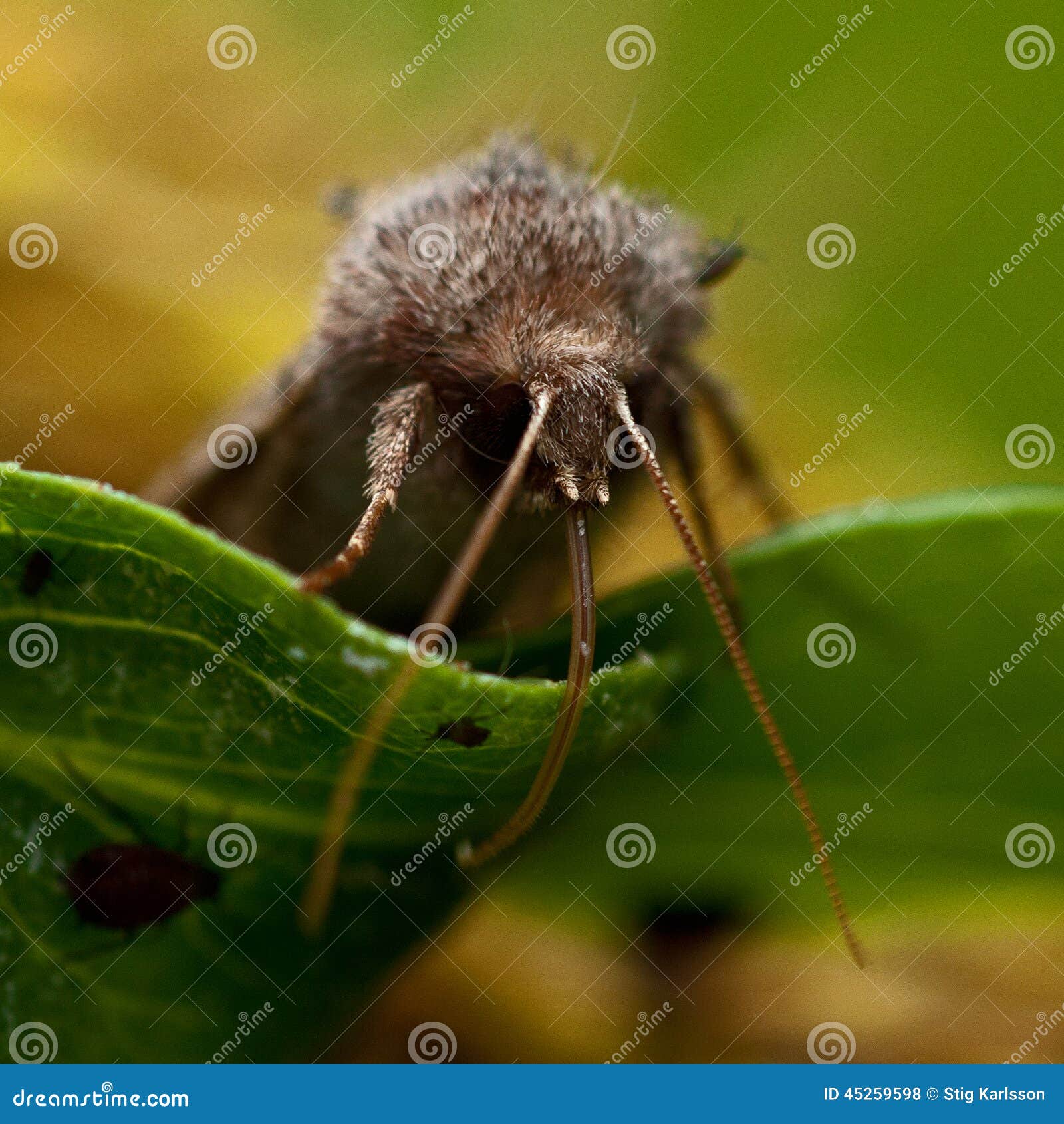 Noctuidae Orthosia Gothica on Leaf Stock Photo - Image of brown, lovely ...