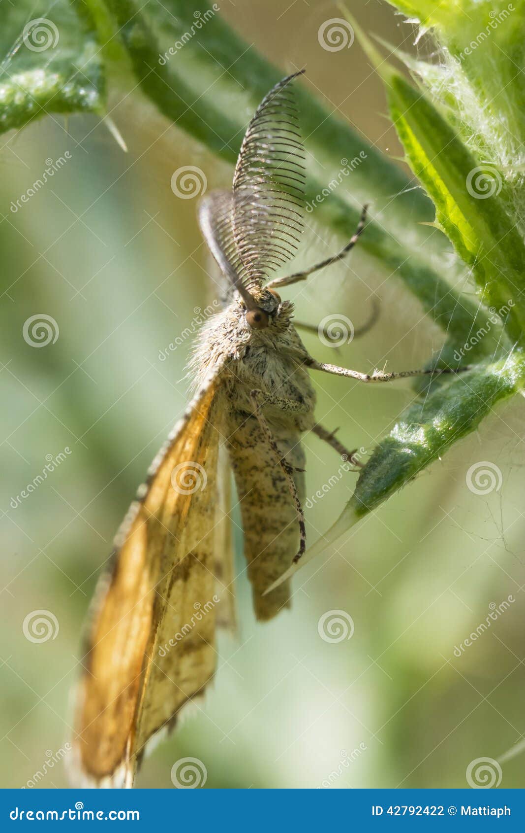 Nocturnal fly stock photo. Image of leaf, night, nocturnal - 42792422