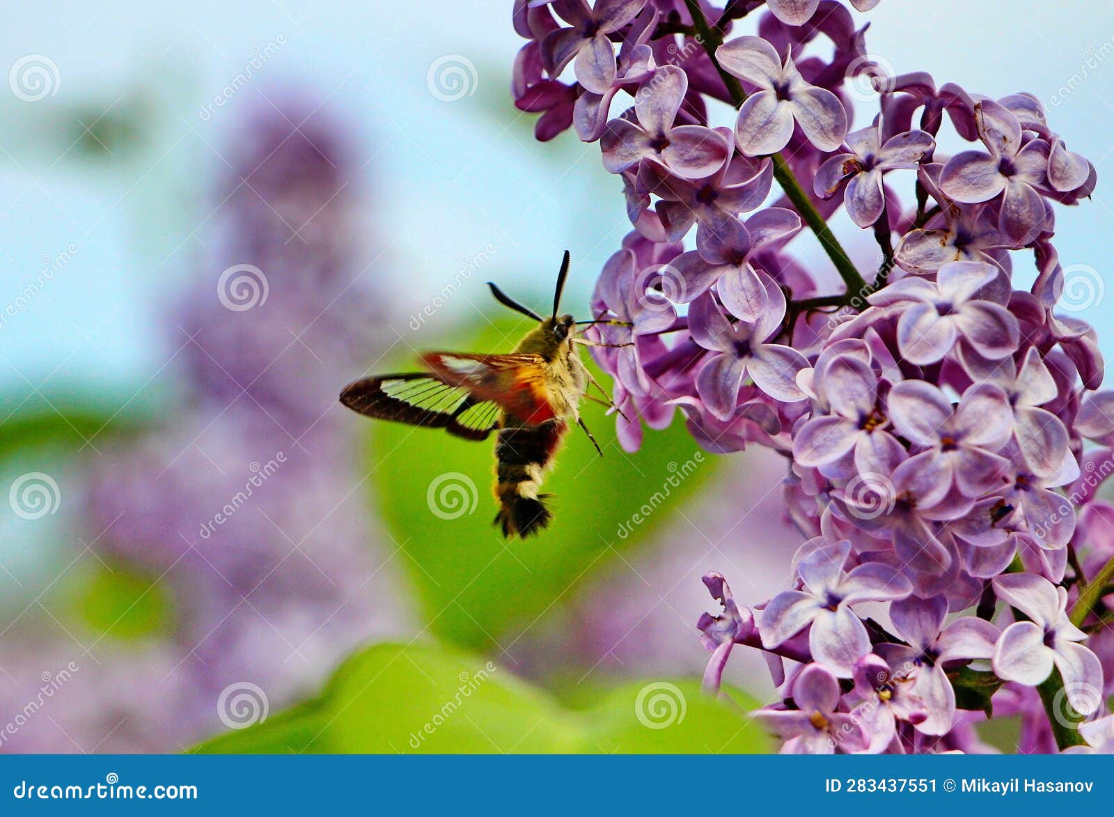The Nocturnal Hawk Moth is Very Similar To a Hummingbird. Stock Image ... The Nocturnal Hawk Moth is Very Similar To a Hummingbird. Stock Image ...