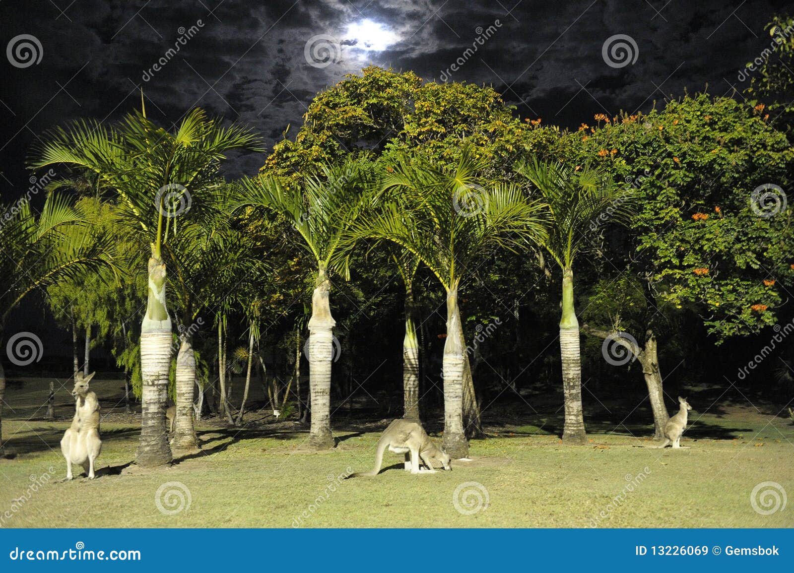 Nocturnal Kangaroos stock image. Image of kangaroos, trees - 13226069