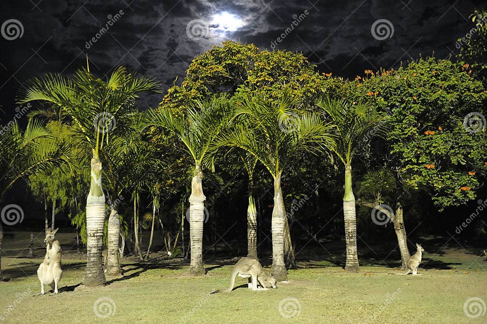 Nocturnal Kangaroos stock image. Image of kangaroos, trees - 13226069