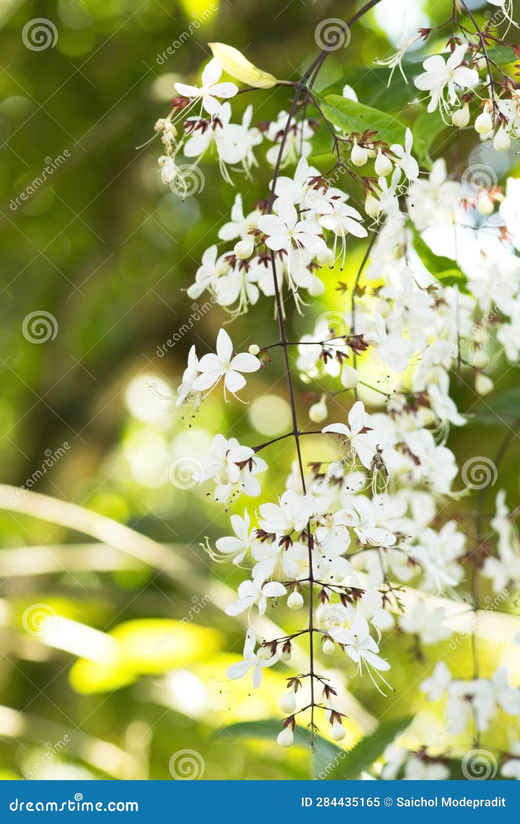 Nodding Clerodendron (Clerodendrum Wallichii) Flowers Stock Image ...