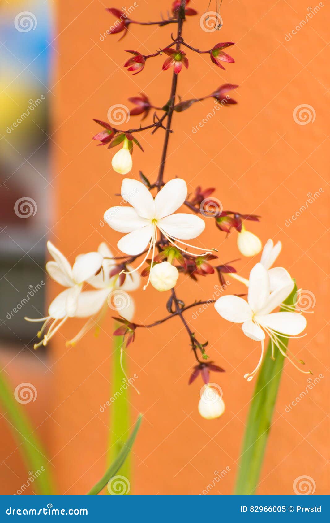 Nodding Clerodendron Flower Stock Image - Image of amazing, tropical ...