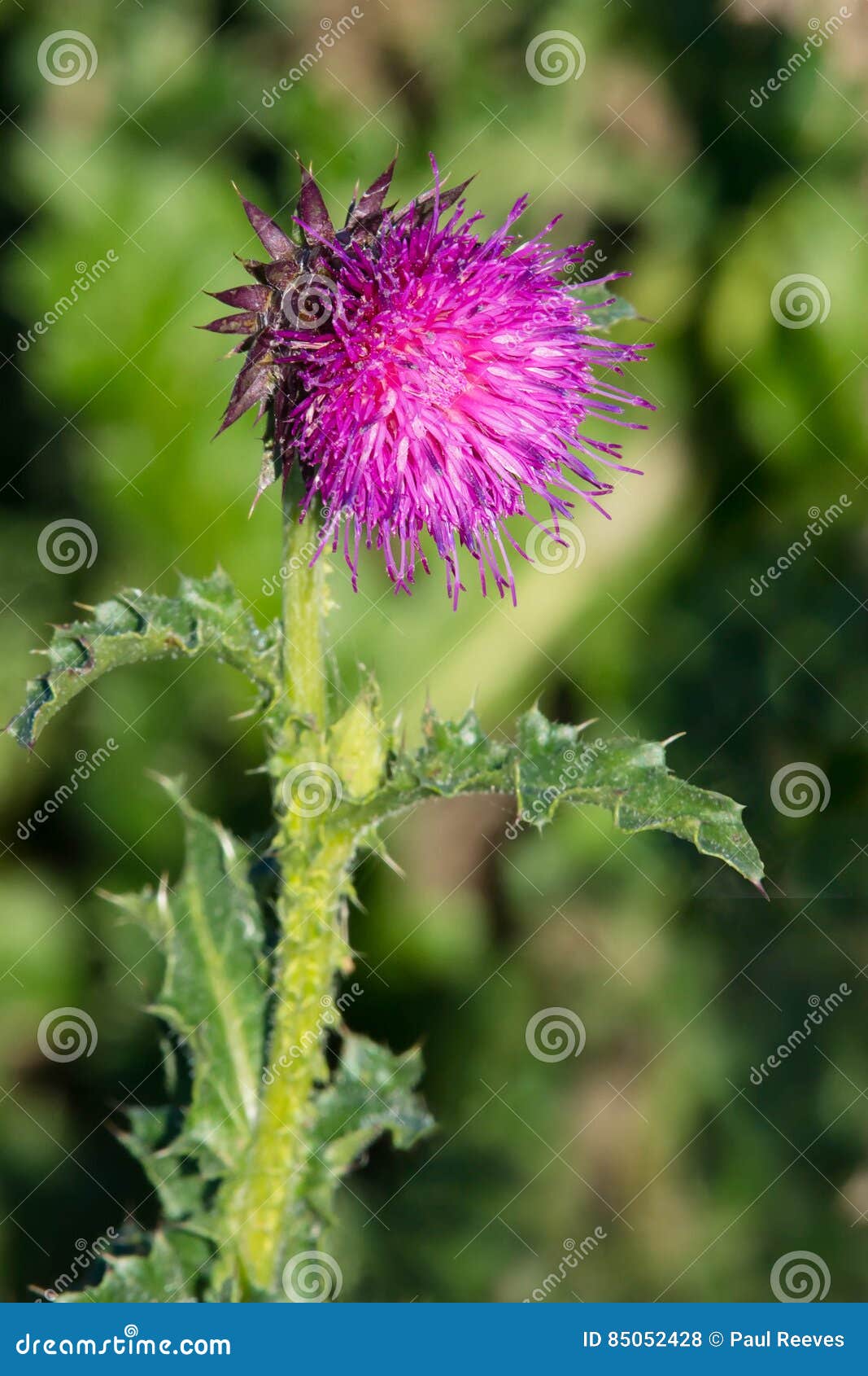 Nodding Thistle - Carduus Nutans Stock Photo - Image of bloom, organism ...