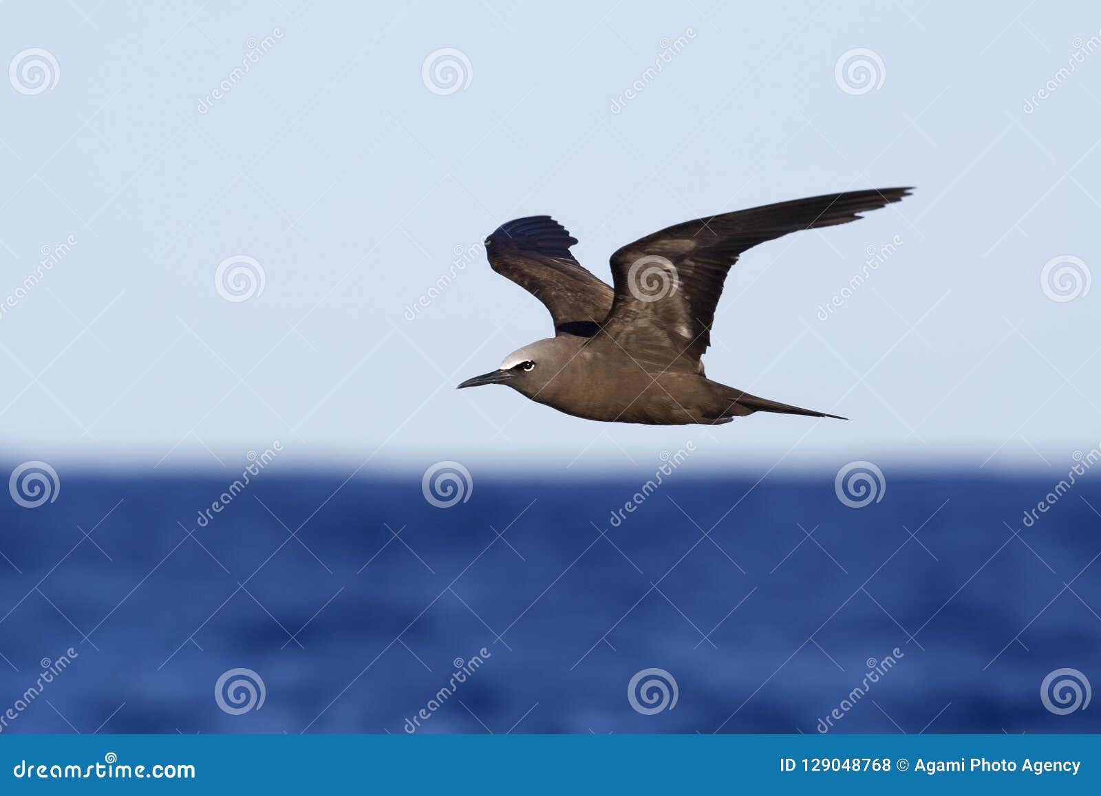 Noddy, Brown Noddy, Anous Stolidus Stock Photo - Image of overseas ...