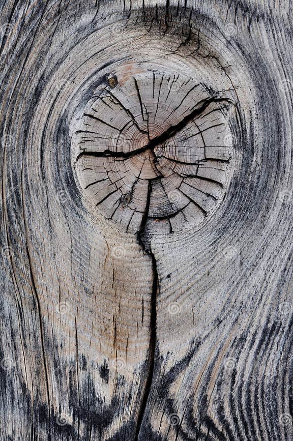 Node on a Piece of Dead Tree Stock Image - Image of branch, texture ...