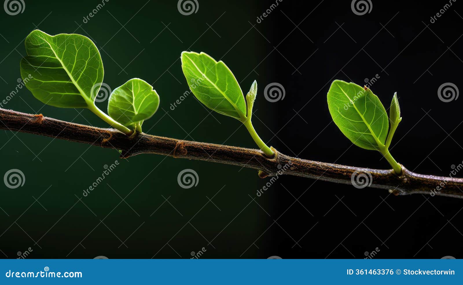 Node plant stem stock illustration. Illustration of cambium - 361463376