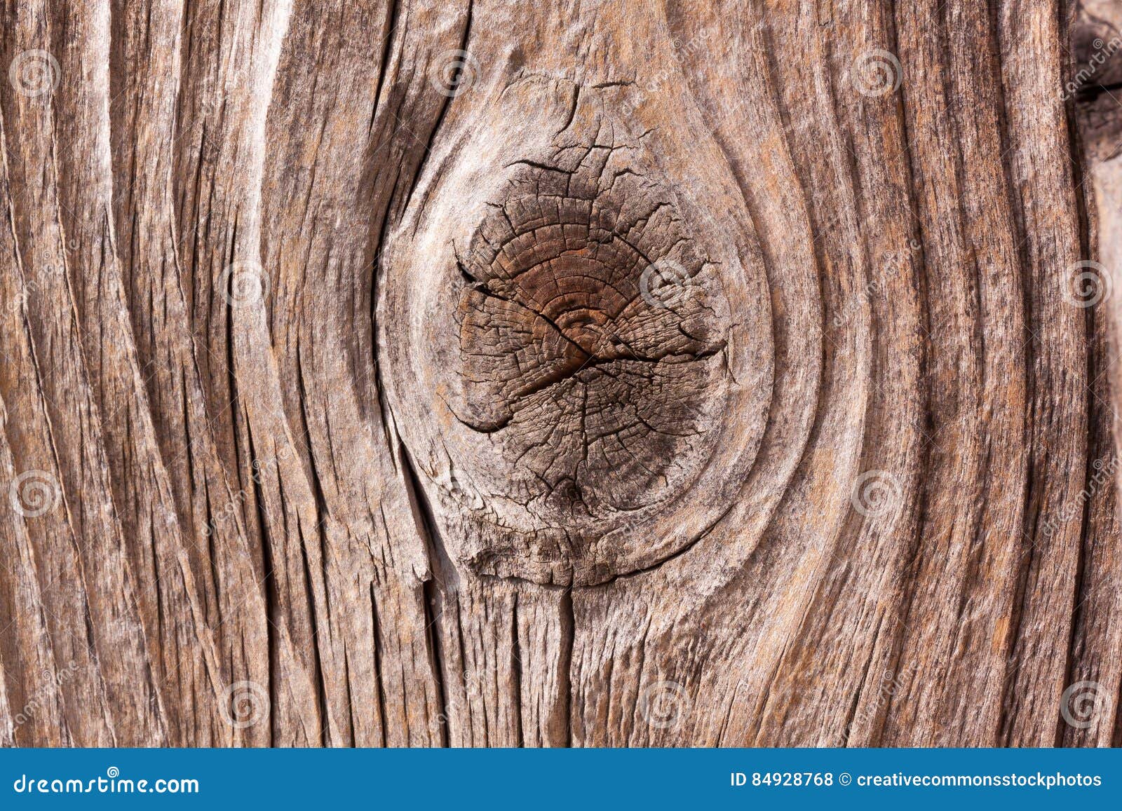 Nodo In Un Tronco Di Albero Immagine. Immagine: 84928768