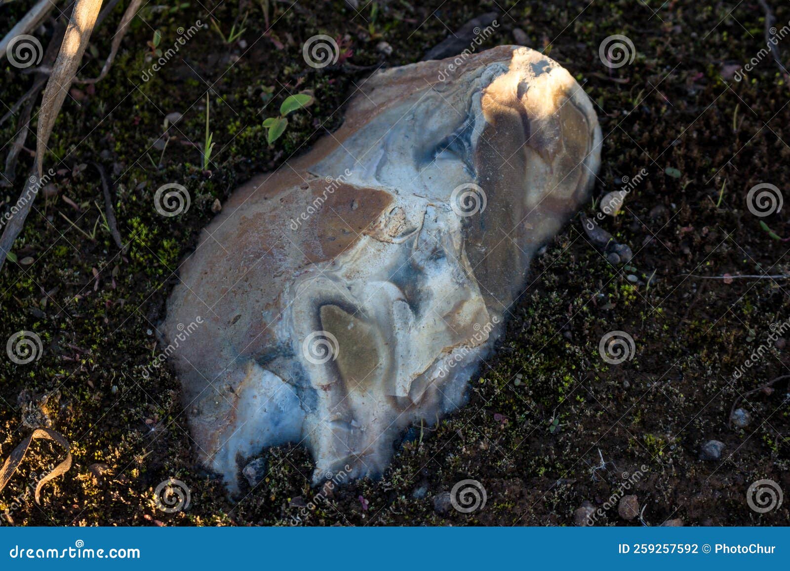 Nodule of Patterned Flint in the Ground Stock Photo - Image of search ...