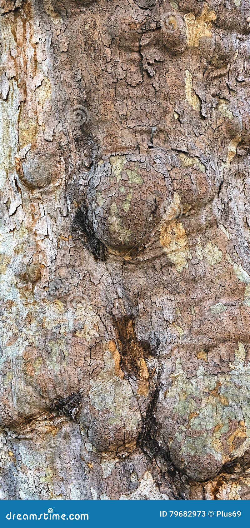 Nodules on the Bark of a Tree Close Up Stock Image - Image of timber ...