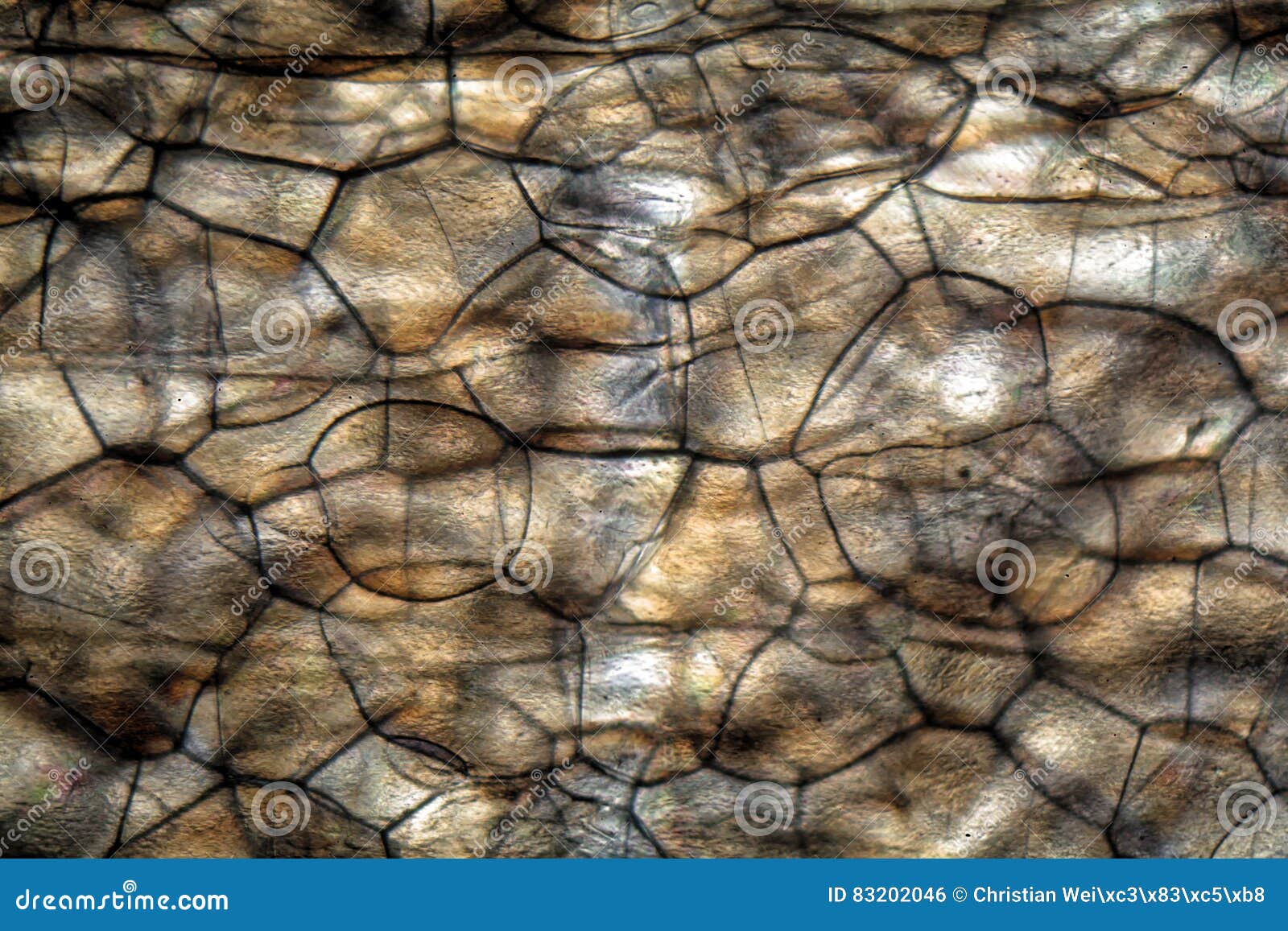 Nodules Of Polystyrene Under The Microscope Royalty-Free Stock Photo ...