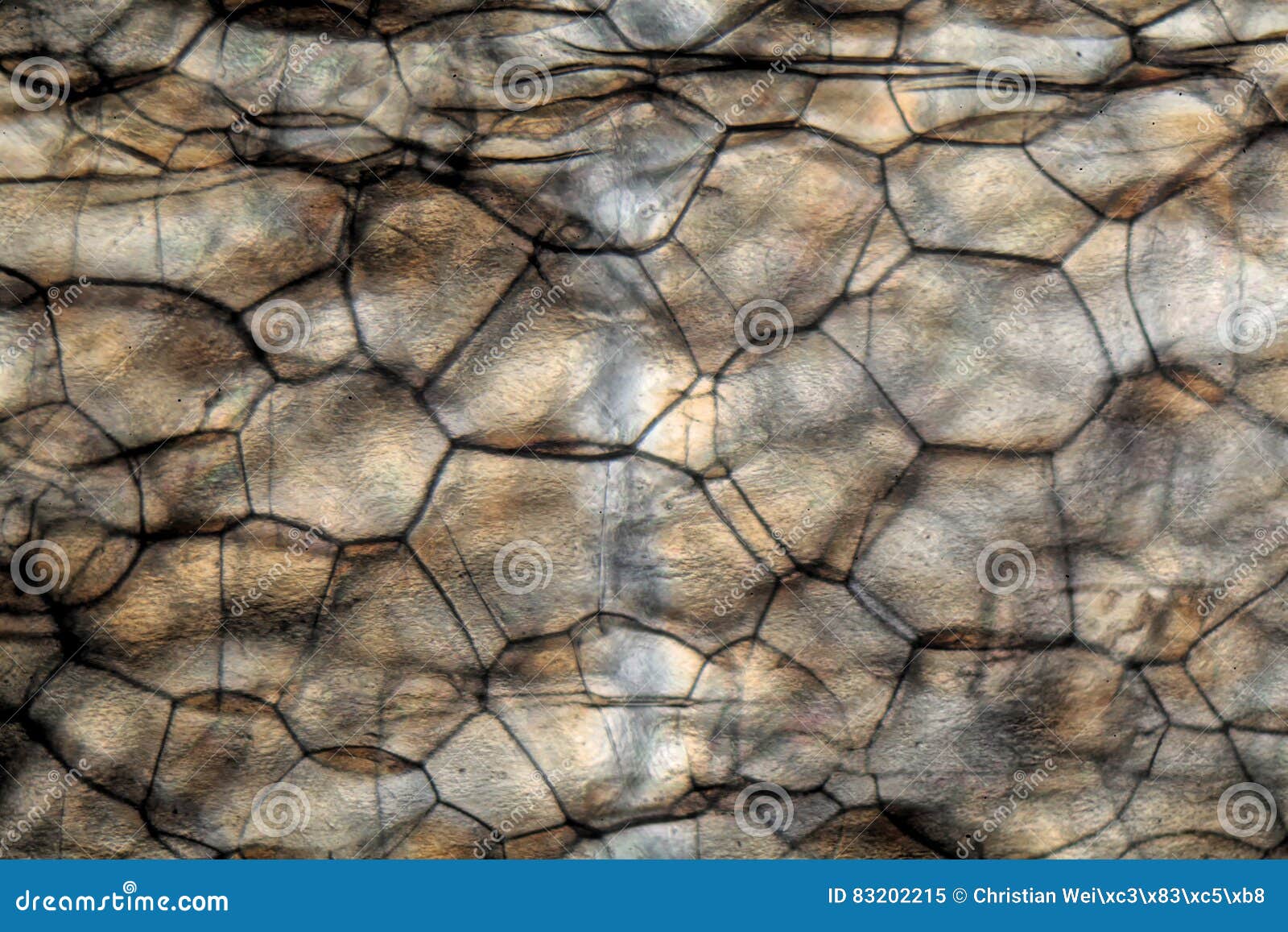 Nodules of Polystyrene Under the Microscope Stock Image - Image of ...