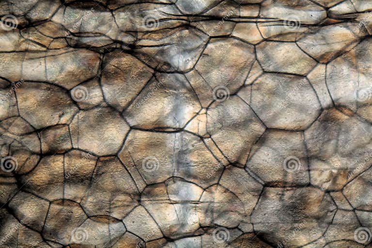 Nodules of Polystyrene Under the Microscope Stock Image - Image of ...