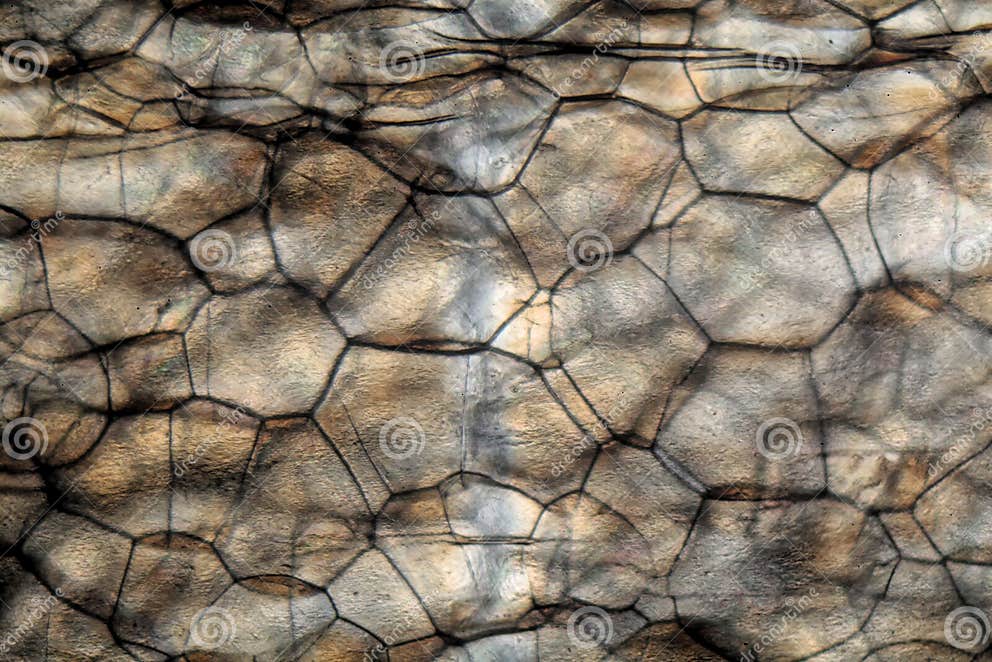 Nodules of Polystyrene Under the Microscope Stock Image - Image of ...