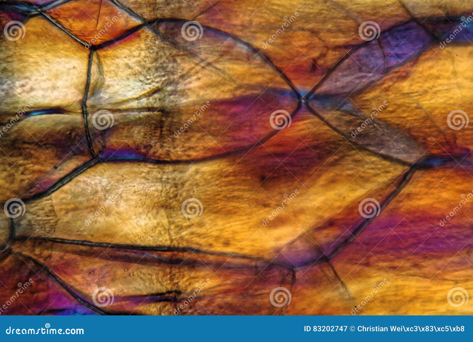 Nodules Of Polystyrene Under The Microscope Royalty-Free Stock Photo ...