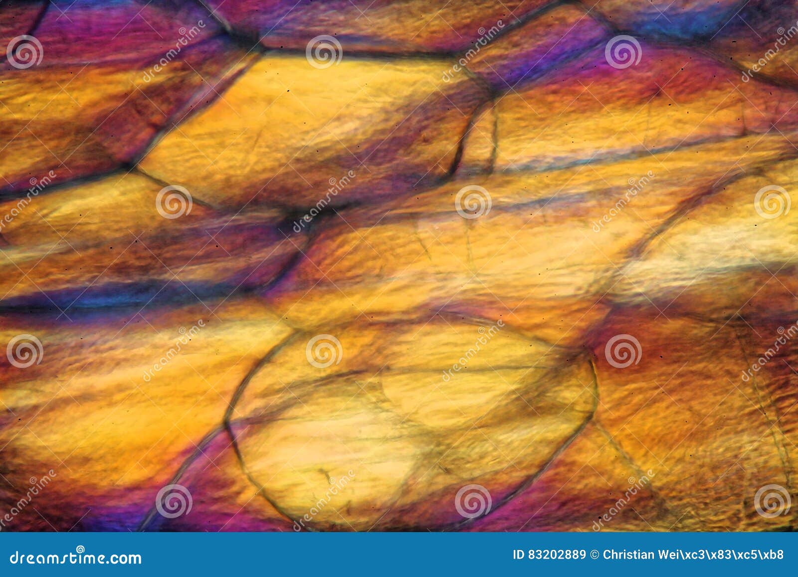 Nodules of Polystyrene Under the Microscope Stock Image - Image of ...