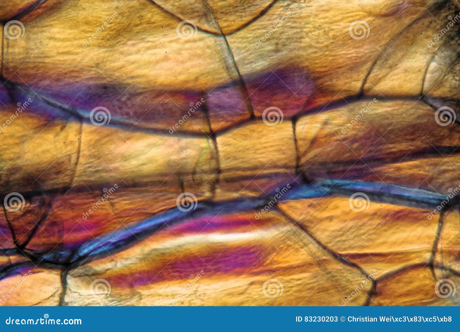 Nodules of Polystyrene Under the Microscope Stock Image - Image of ...