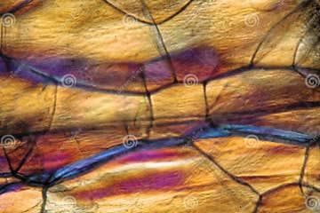 Nodules of Polystyrene Under the Microscope Stock Image - Image of ...