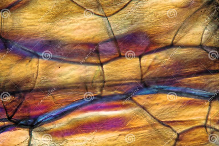 Nodules of Polystyrene Under the Microscope Stock Image - Image of ...