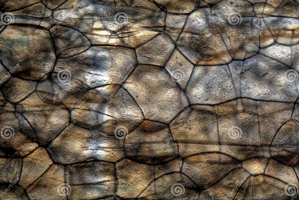 Nodules of Polystyrene Under the Microscope Stock Image - Image of ...